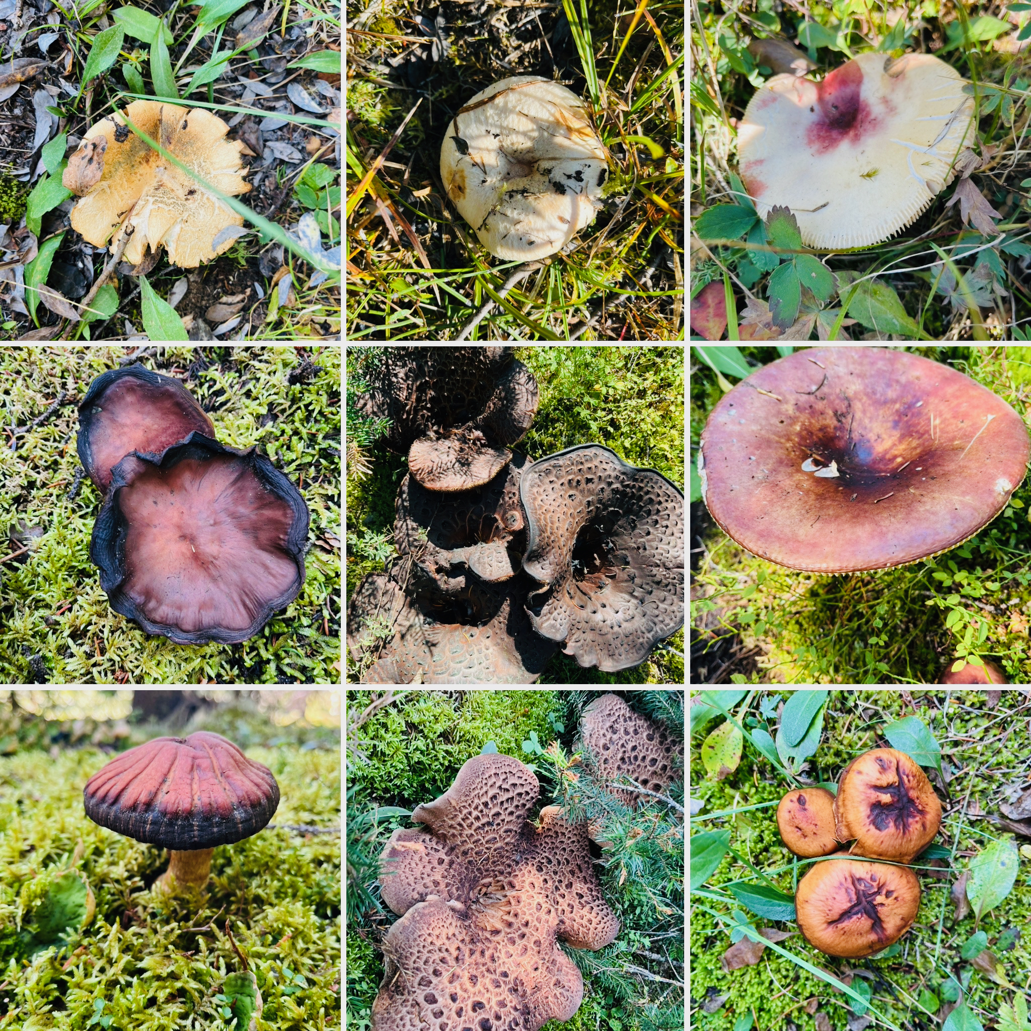 Horseback riding to the Allenby Pass with Banff Trail Riders | Canadian ...