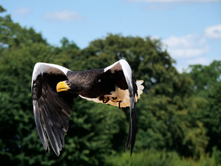Wildlife Wednesday: the vagrant sea eagle boosting North America’s ...