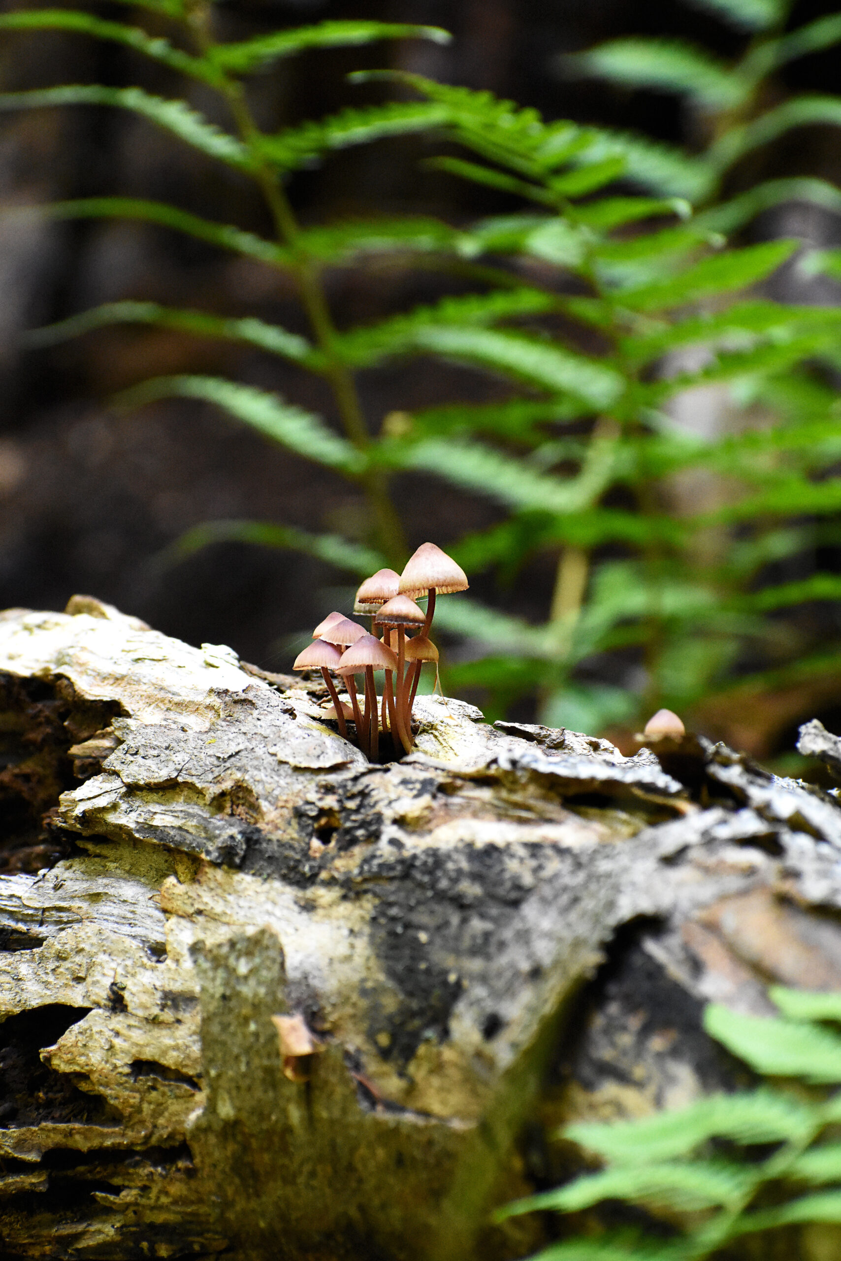 Robert Courteau on the fungiverse beneath our feet | Canadian Geographic
