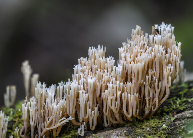 Robert Courteau on the fungiverse beneath our feet | Canadian Geographic