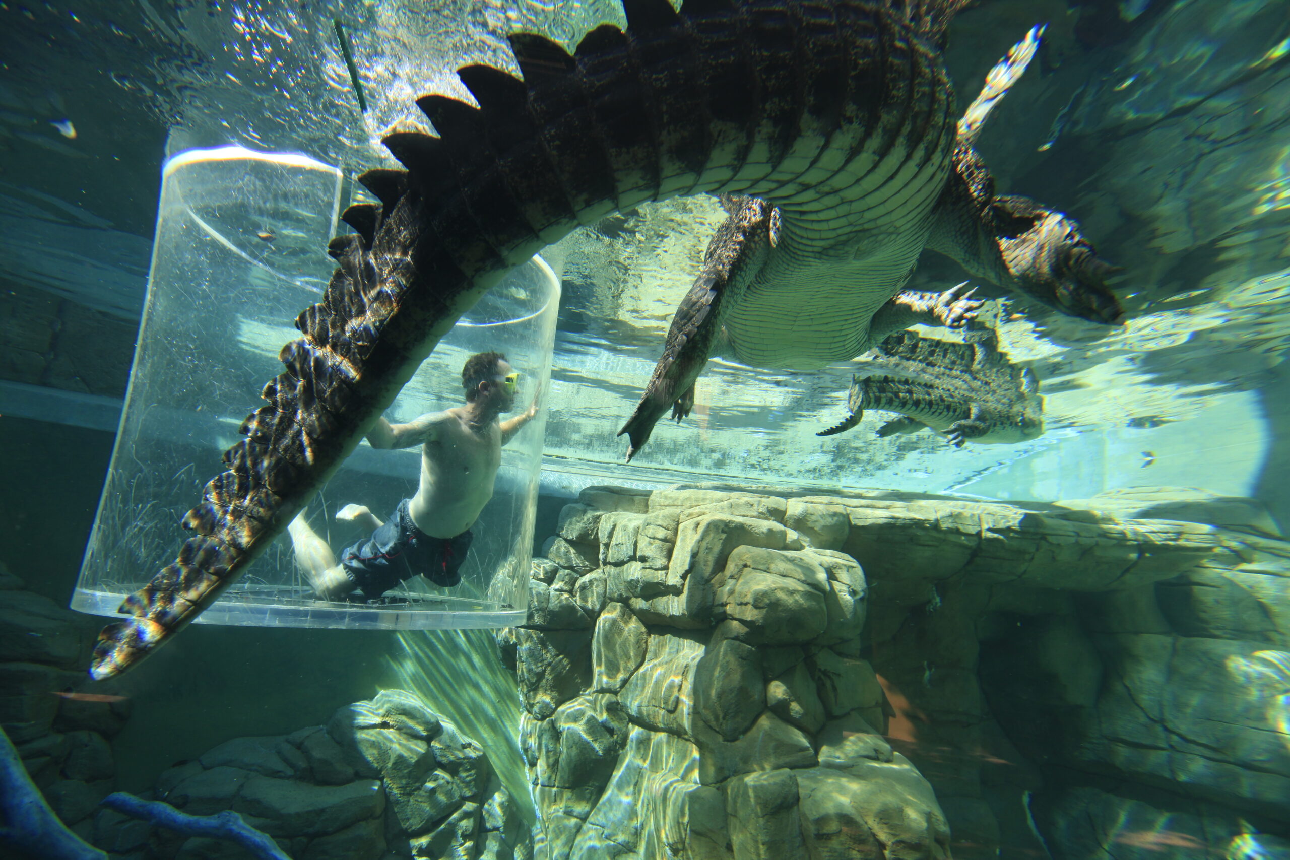 Staring down a saltwater crocodile | Canadian Geographic