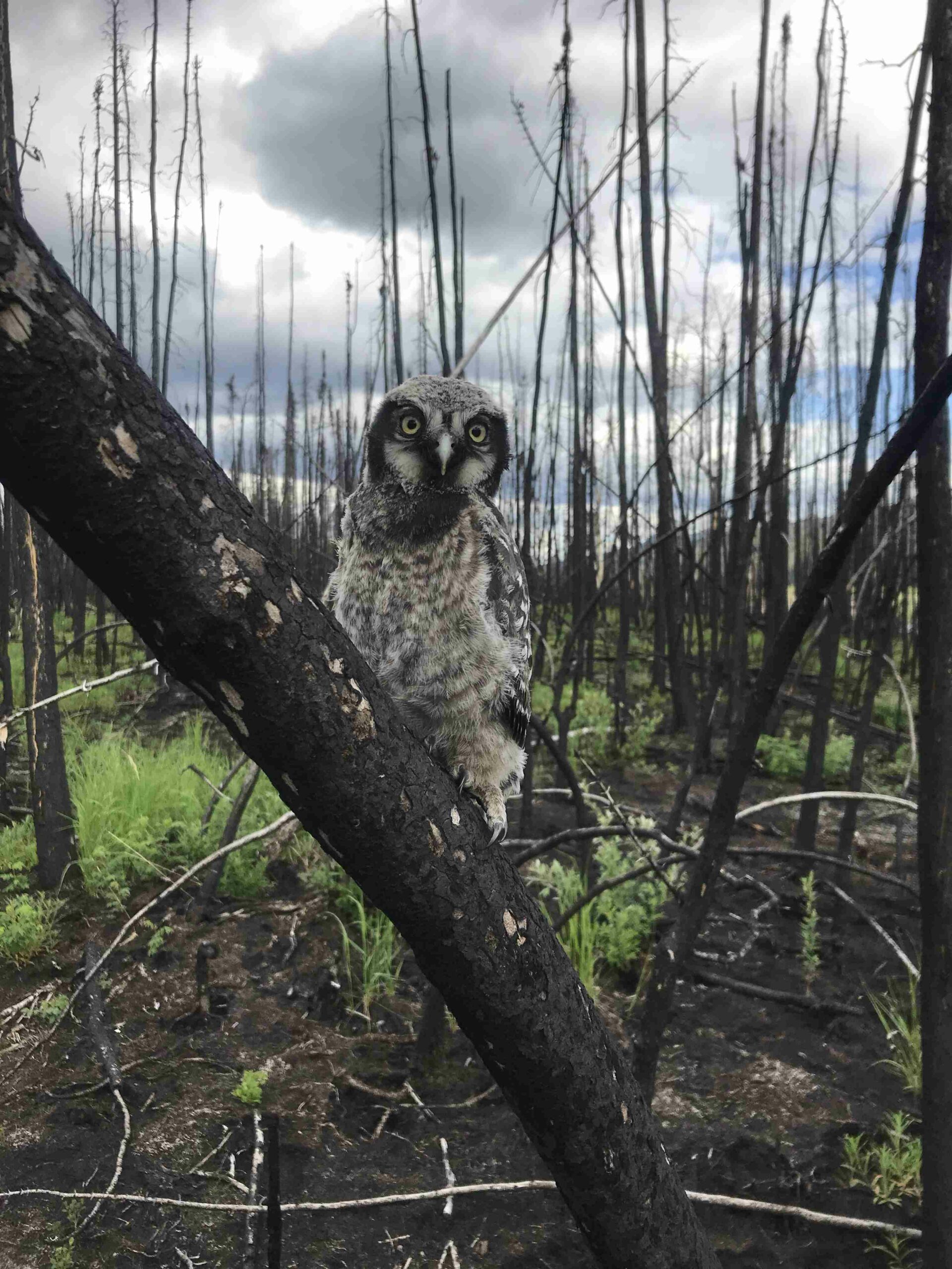 After burn: The new face of fire puts wildlife on the hot seat ...
