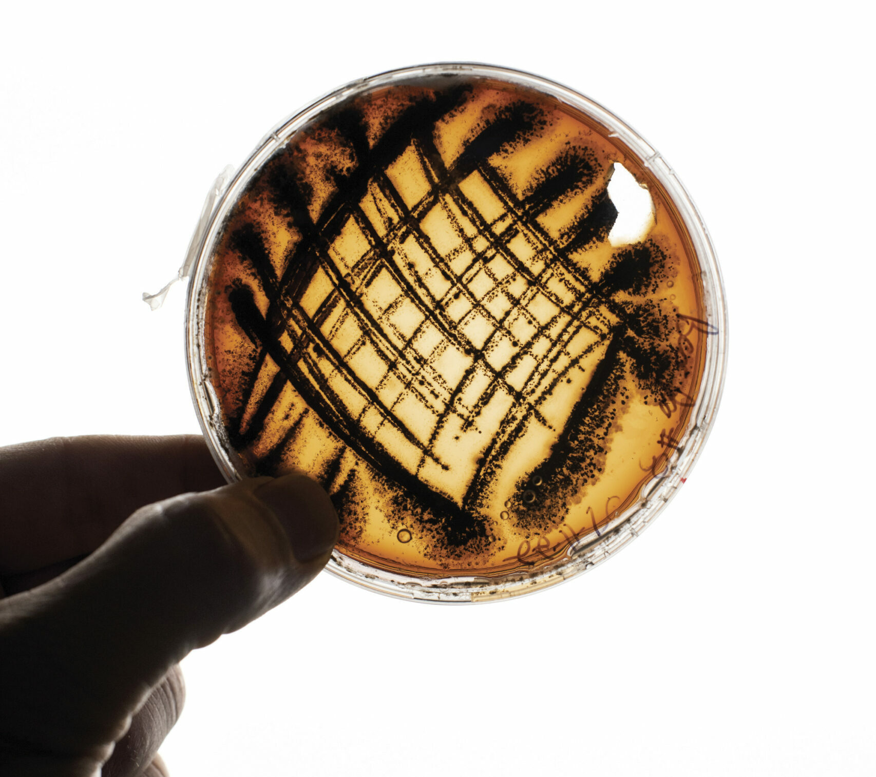 The hidden world of fungi | Canadian Geographic