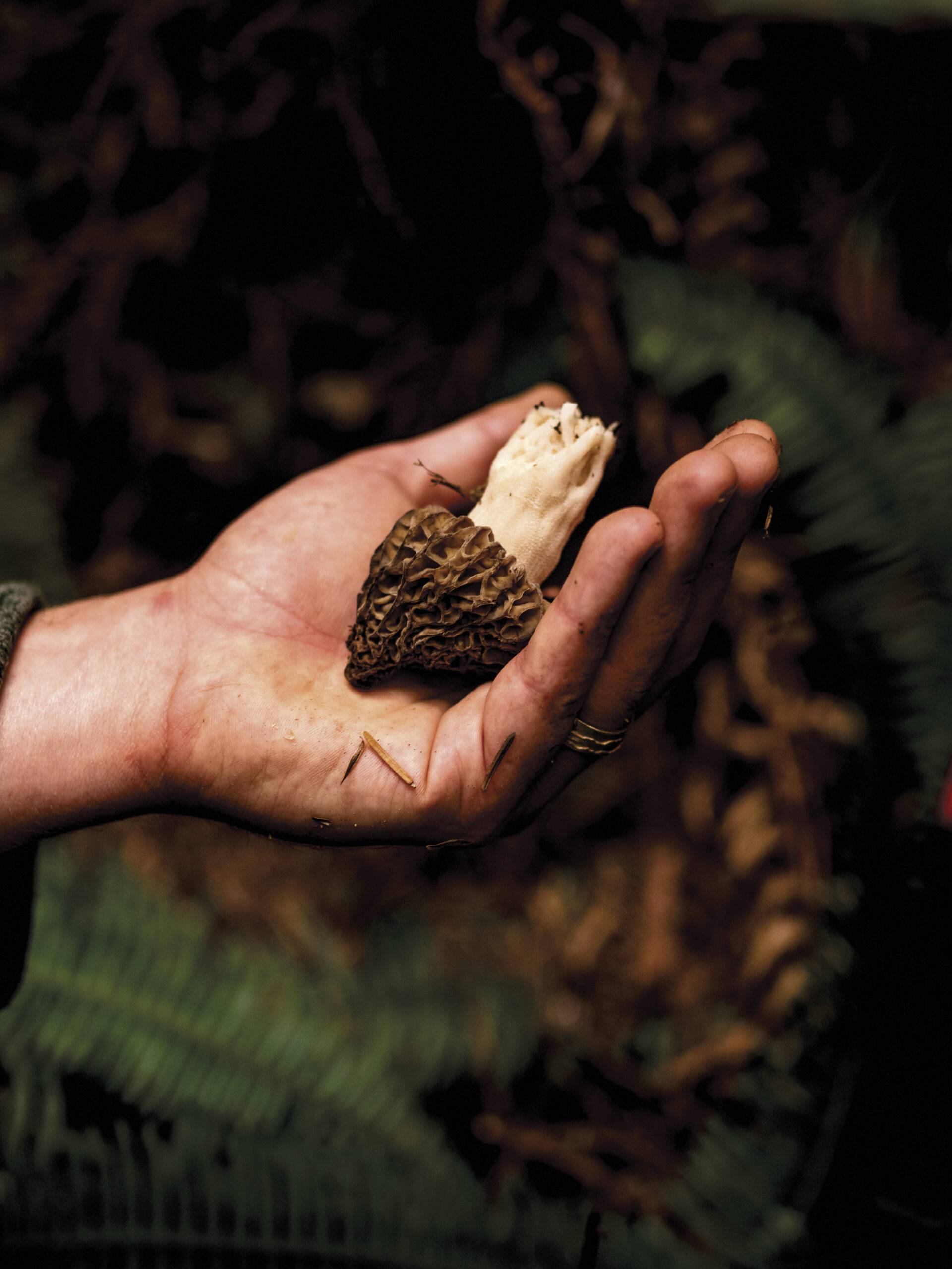 The hidden world of fungi | Canadian Geographic