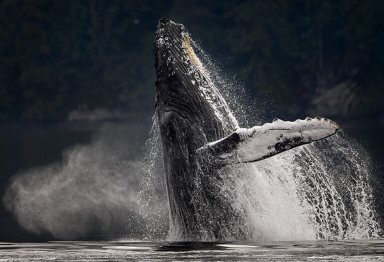 Michelle Valberg on her career as a wildlife photographer | Canadian ...