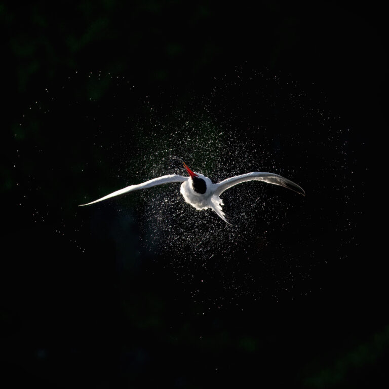 Michelle Valberg on her career as a wildlife photographer | Canadian ...