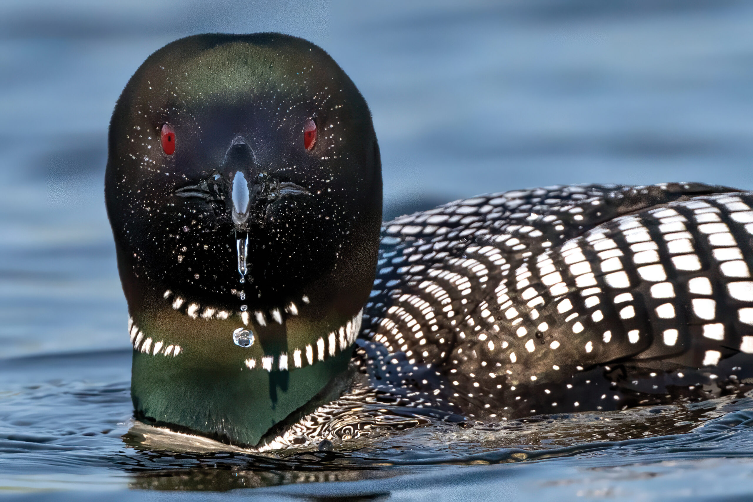 Michelle Valberg on her career as a wildlife photographer | Canadian ...