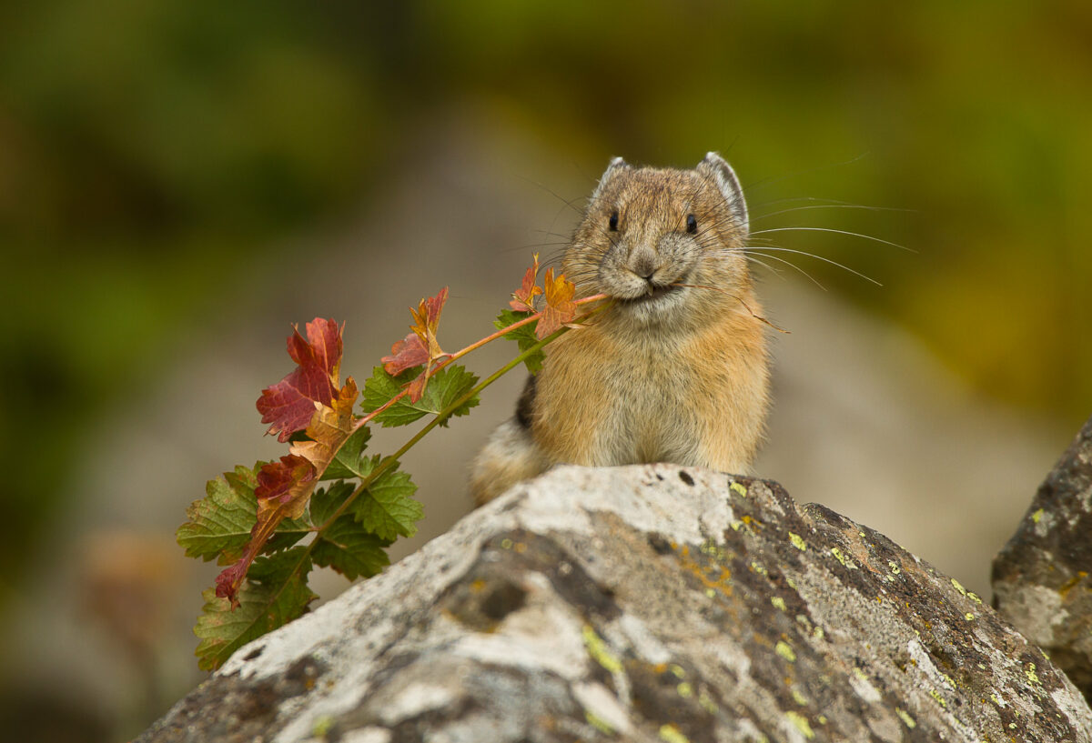 Wildlife Wednesday: what pikas — and their poop — can teach us about ...