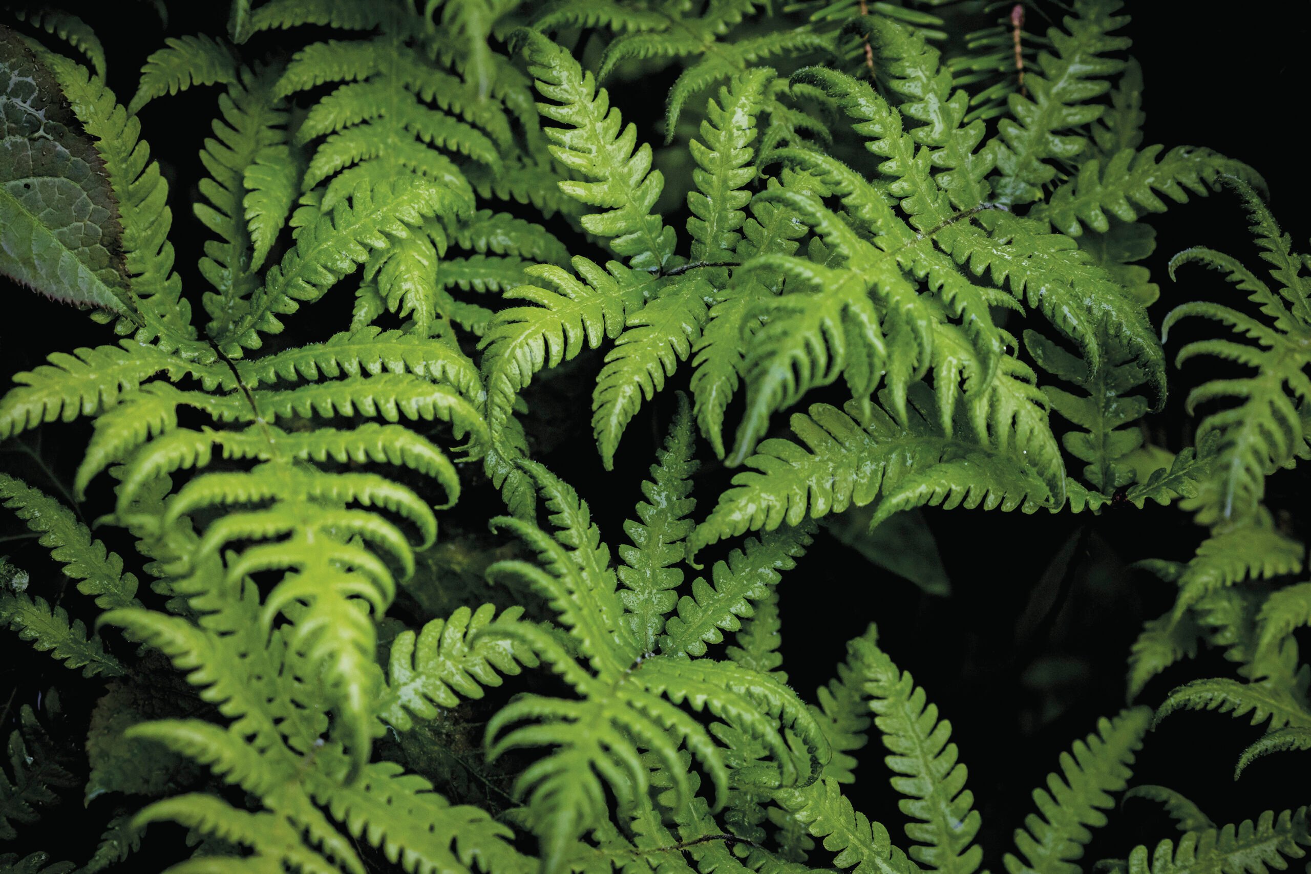 Fundy rising | Canadian Geographic