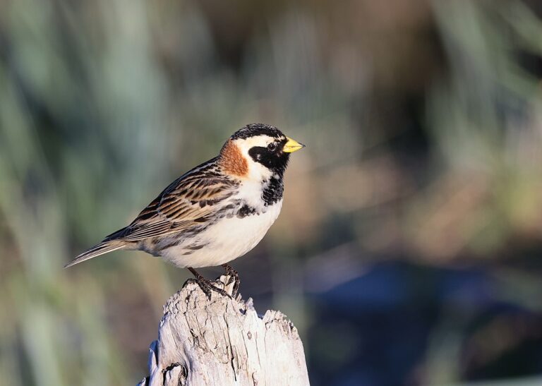 Wildlife Wednesday: what pikas — and their poop — can teach us about ...