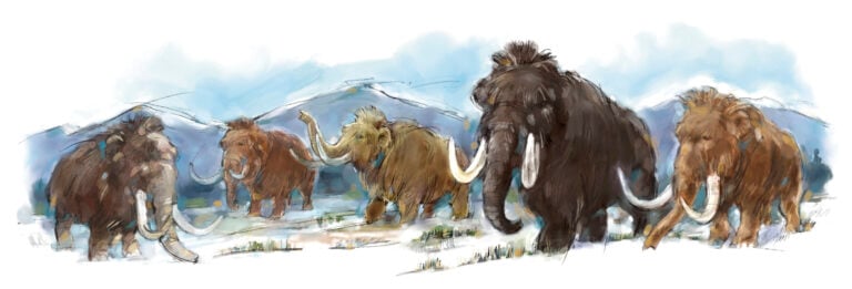 Our fascination with mammoths | Canadian Geographic