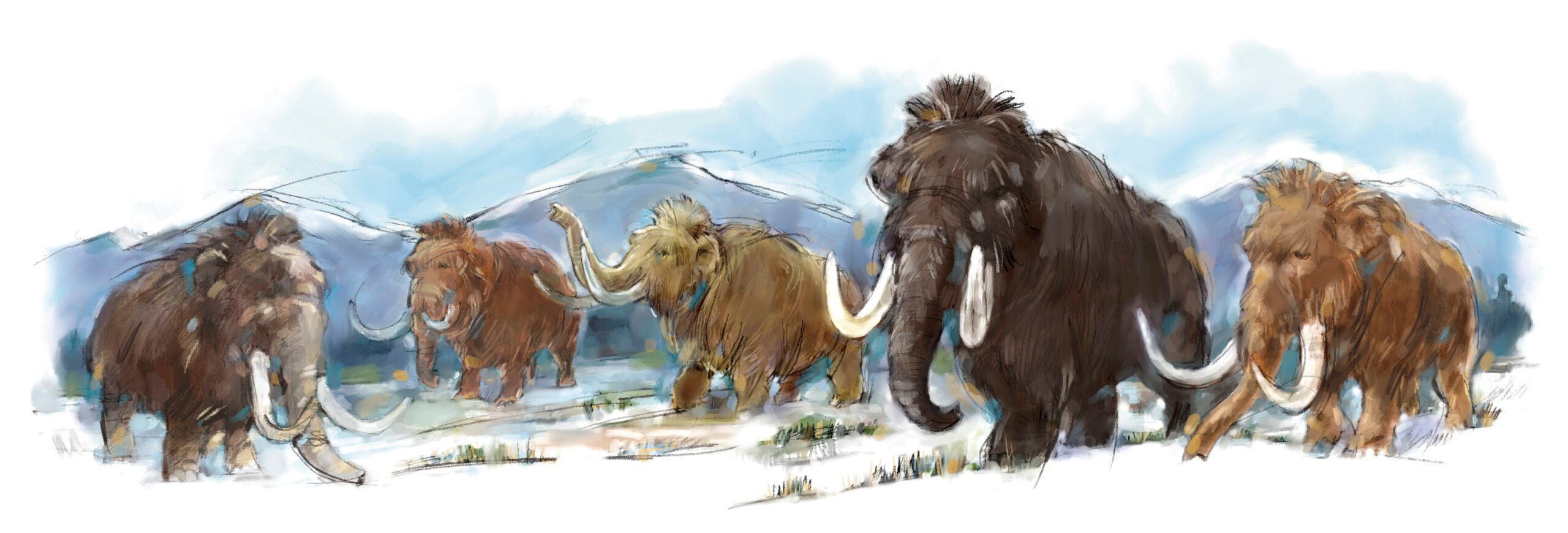 Our fascination with mammoths | Canadian Geographic