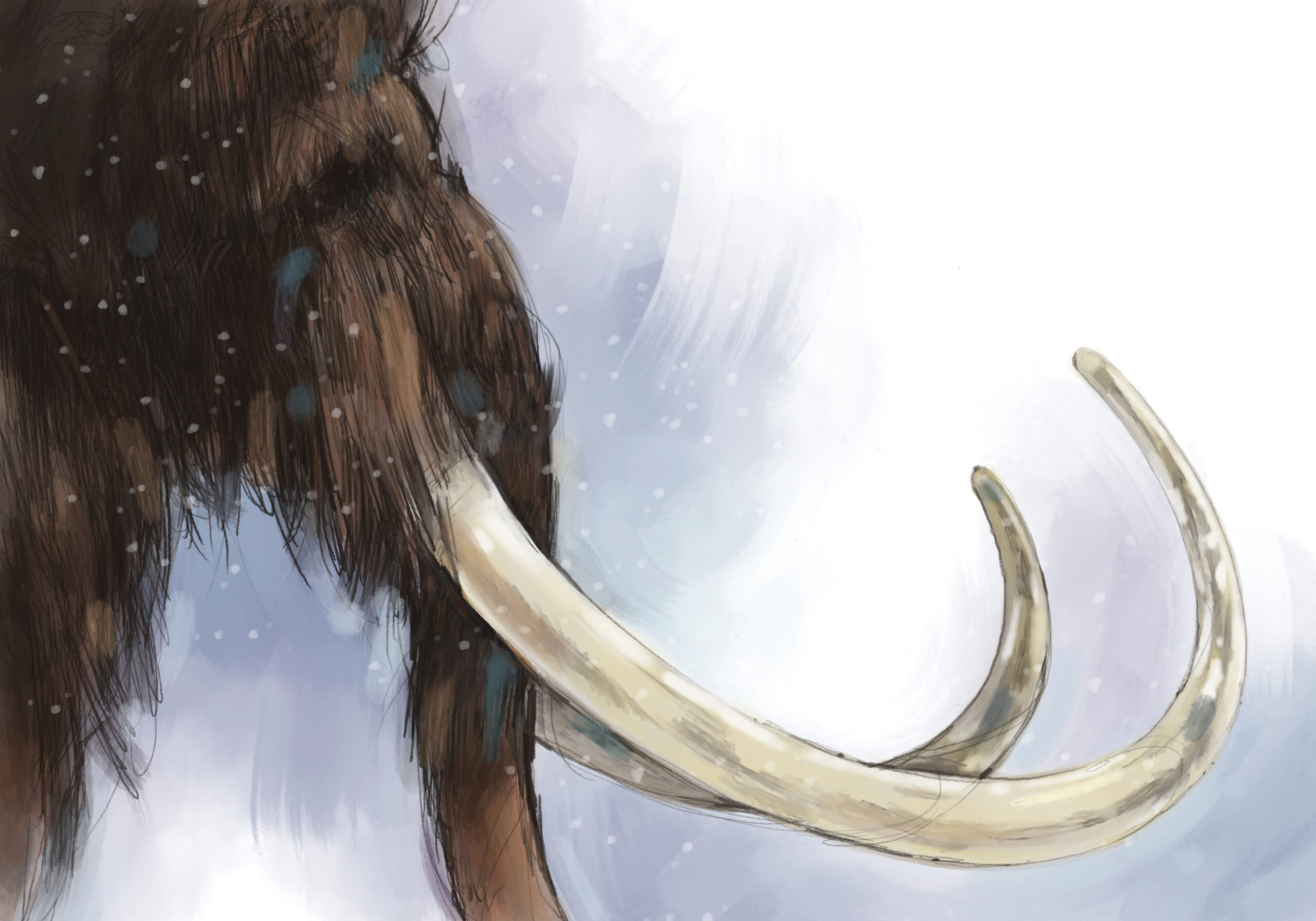 Our fascination with mammoths | Canadian Geographic