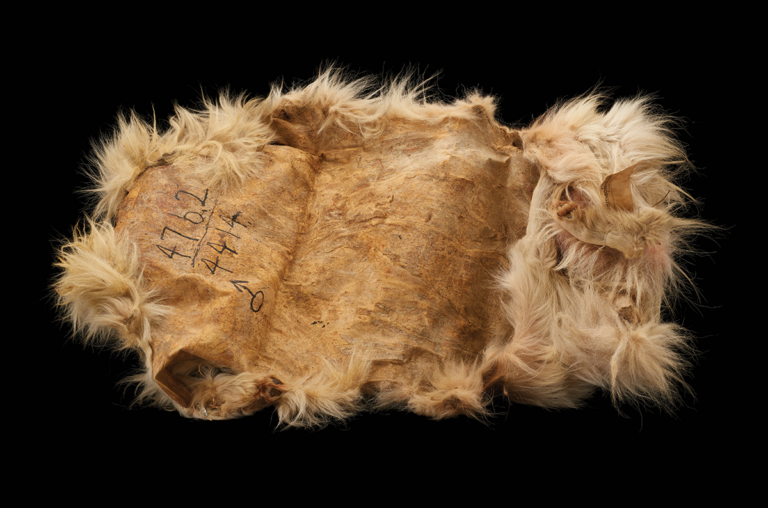 Wildlife Wednesday: revealing the life of the Coast Salish woolly dog ...