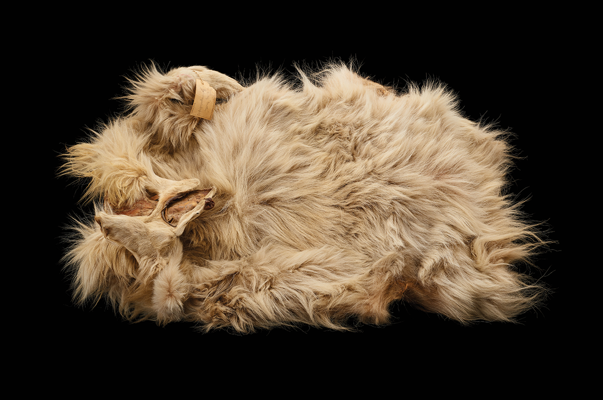 Wildlife Wednesday: revealing the life of the Coast Salish woolly dog ...