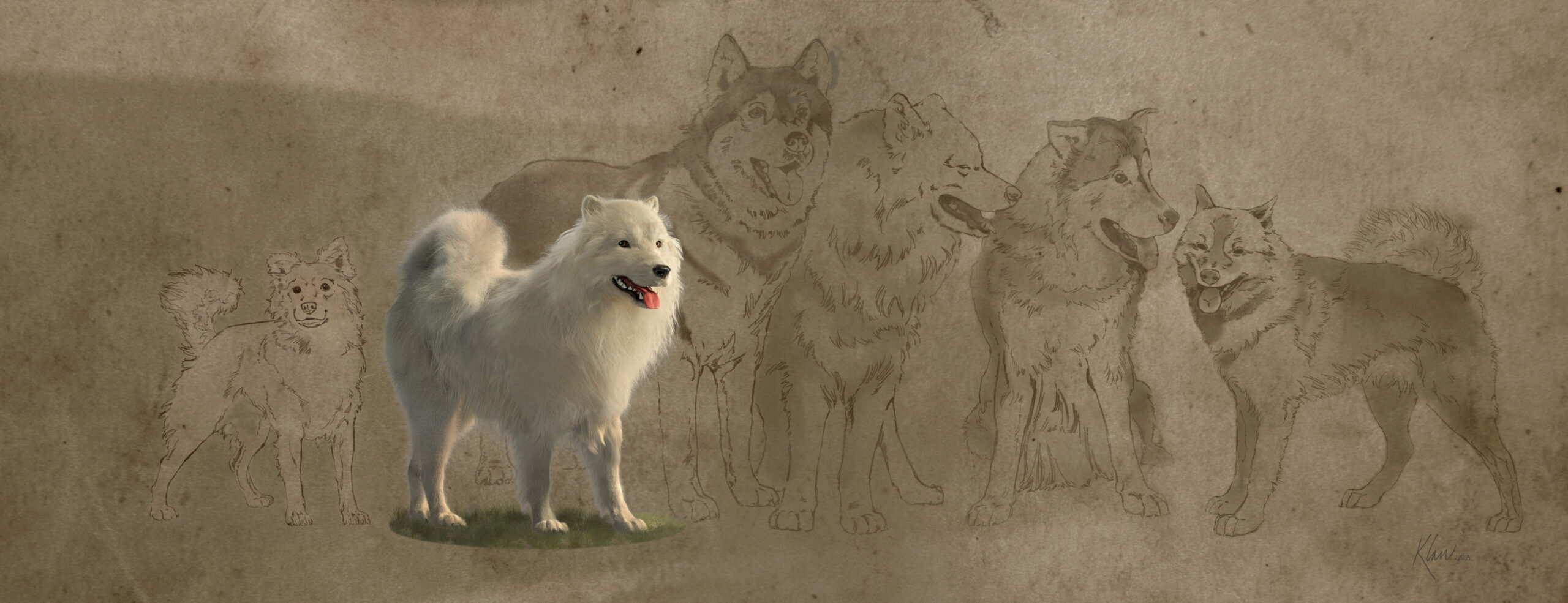 Wildlife Wednesday: revealing the life of the Coast Salish woolly dog ...