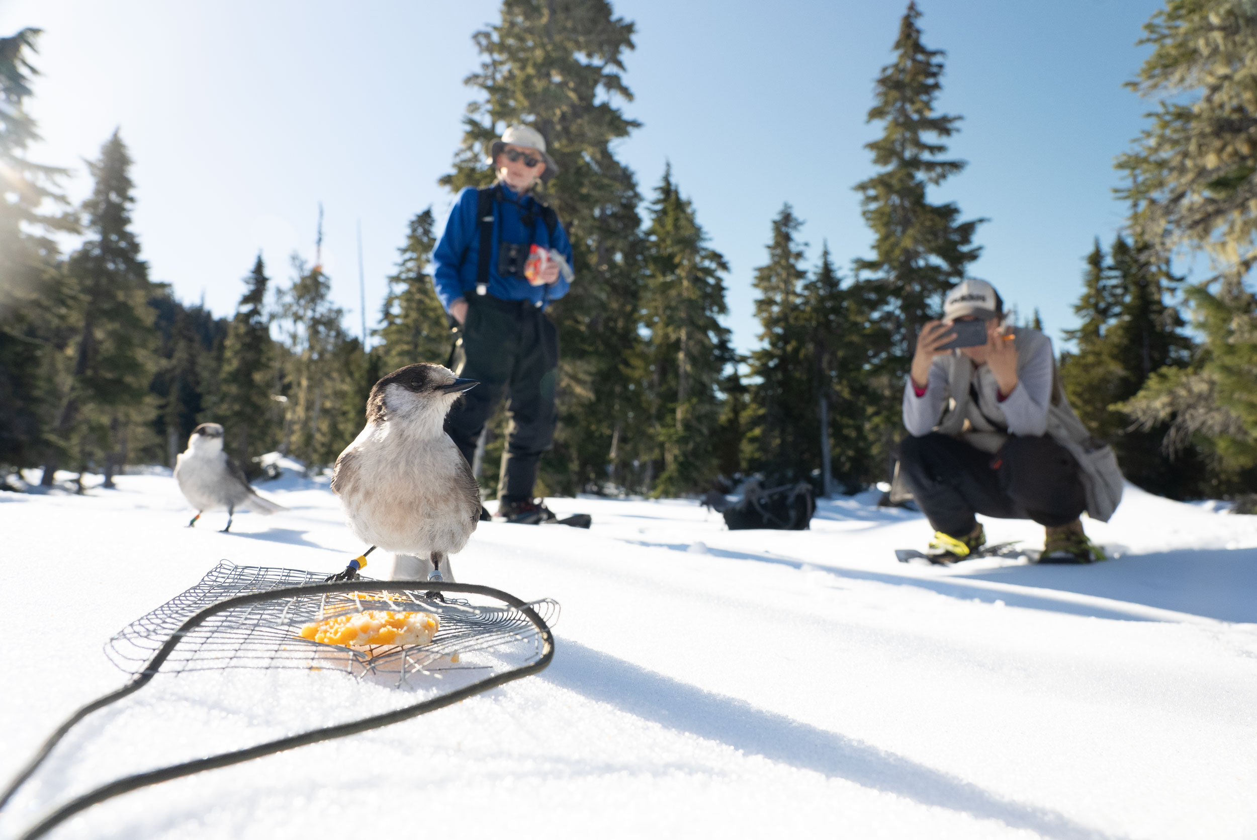 The naturalist and the wonderful, lovable, very bold jay | Canadian Geographic