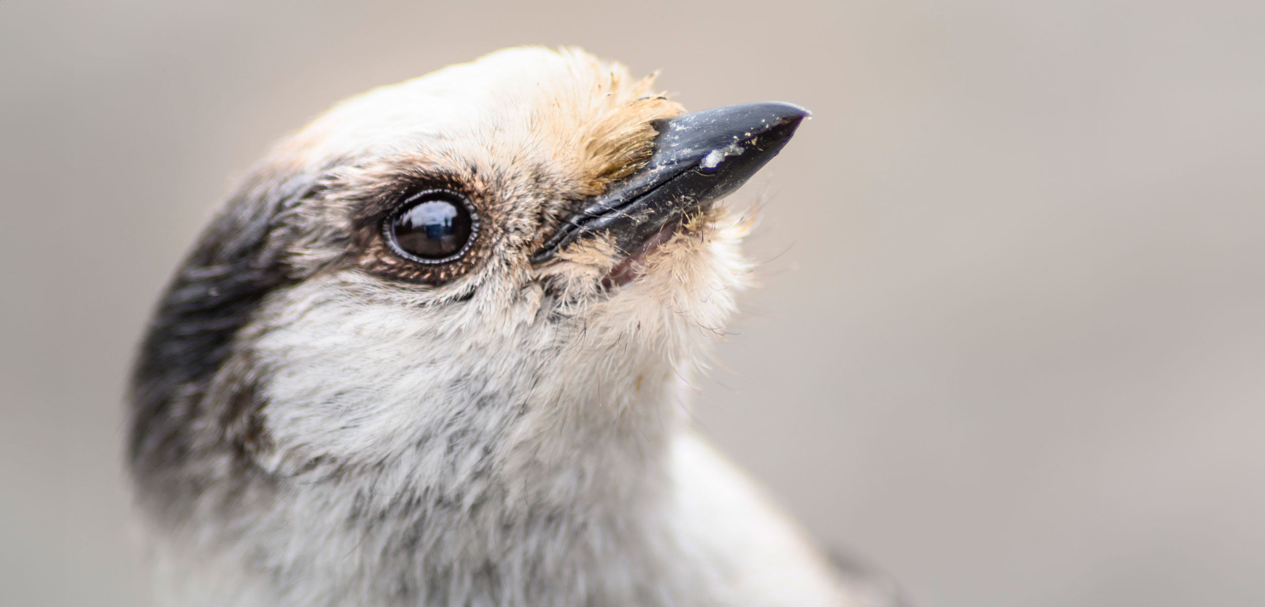 The naturalist and the wonderful, lovable, very bold jay | Canadian ...