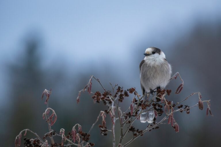 The naturalist and the wonderful, lovable, very bold jay | Canadian ...