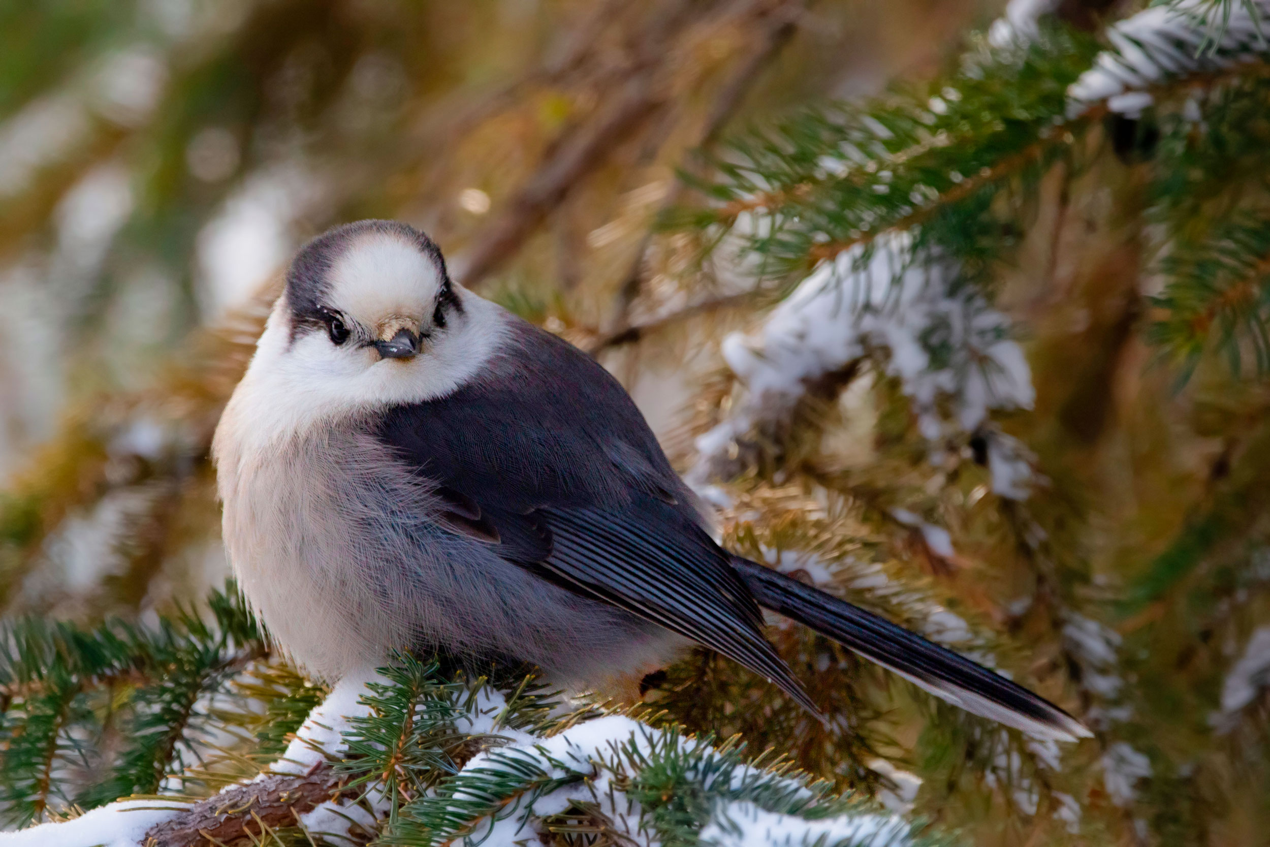The naturalist and the wonderful, lovable, very bold jay | Canadian ...