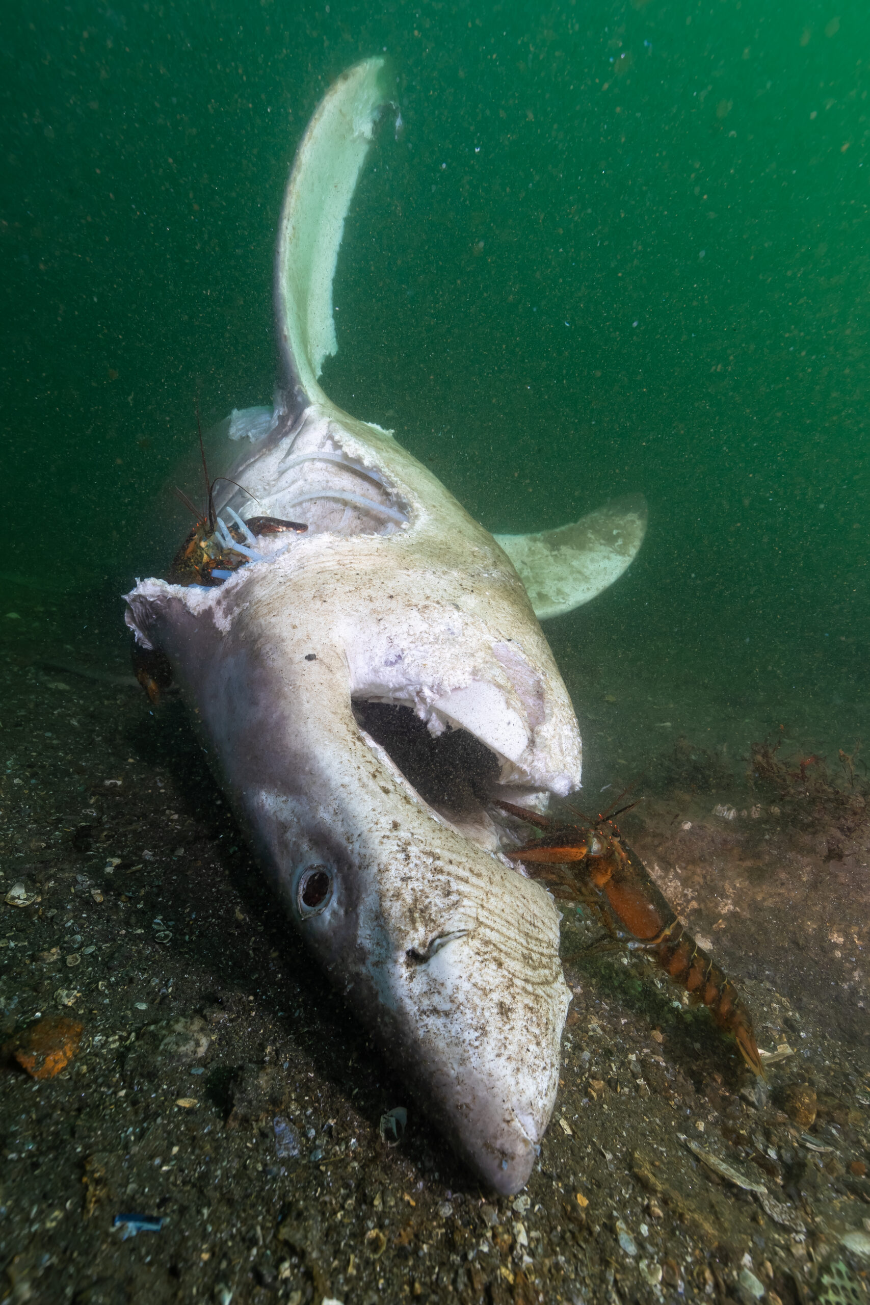 Death on the ocean floor: a great white shark mystery | Canadian Geographic