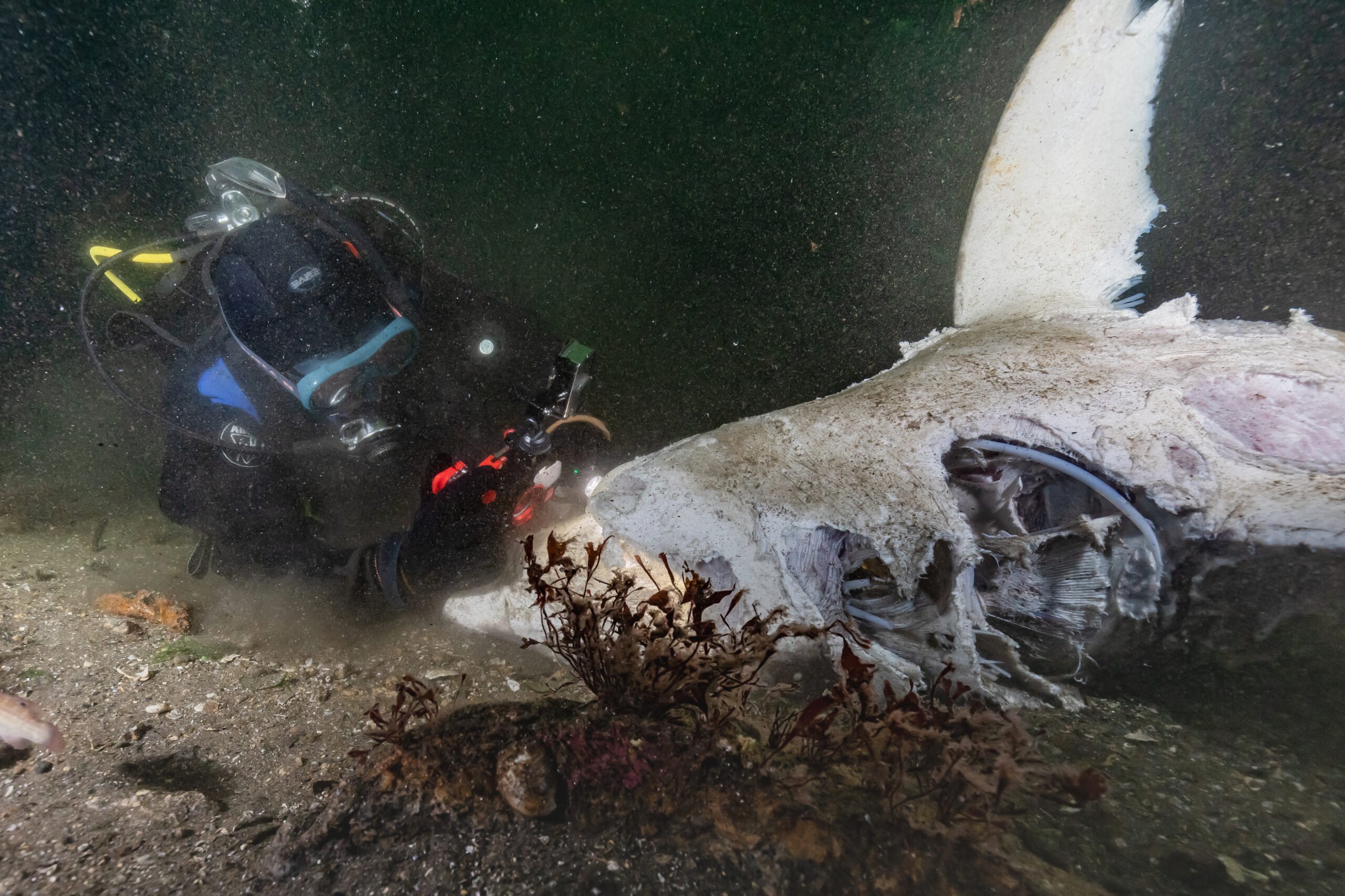 Death on the ocean floor: a great white shark mystery | Canadian Geographic
