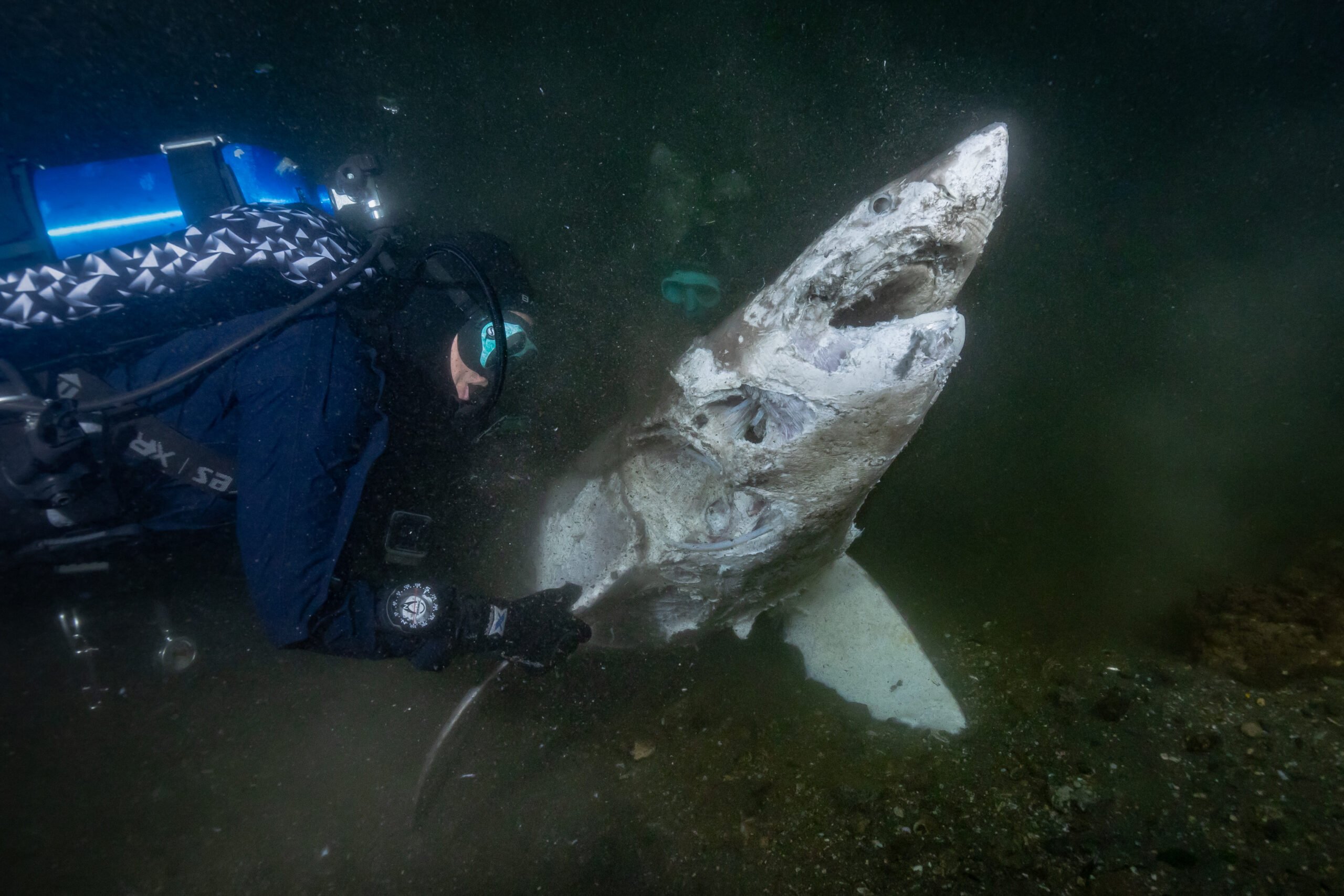 Death on the ocean floor: a great white shark mystery | Canadian Geographic