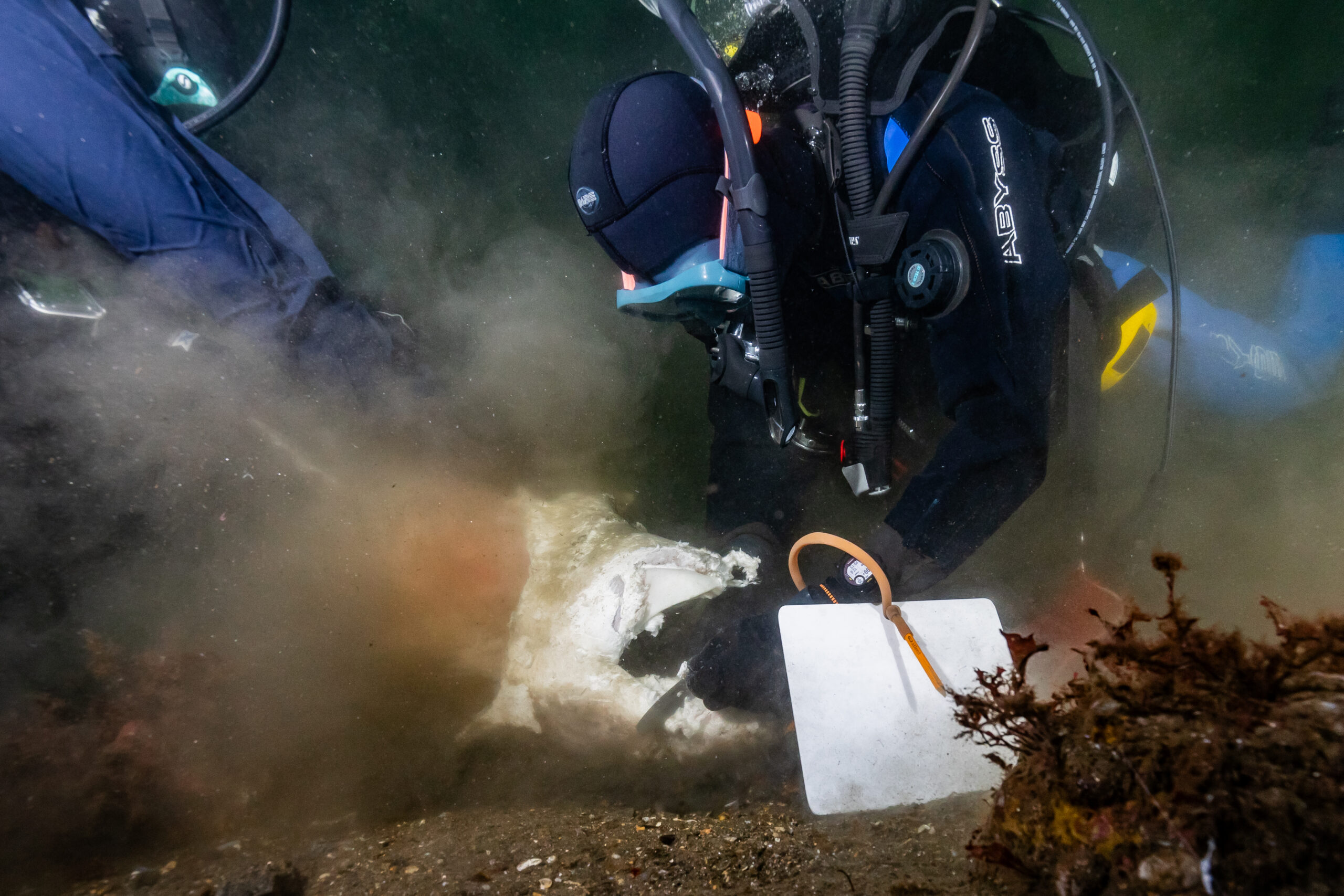 Death on the ocean floor: a great white shark mystery | Canadian Geographic
