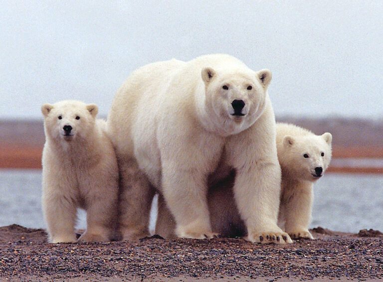 Wildlife Wednesday: avian flu kills polar bear for the first time ever ...