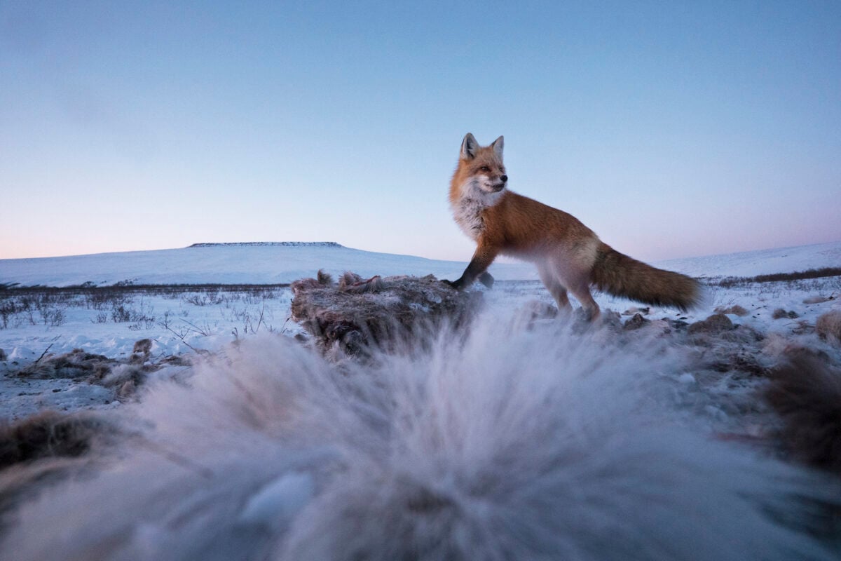 Do not disturb: Practicing ethical wildlife photography | Canadian ...