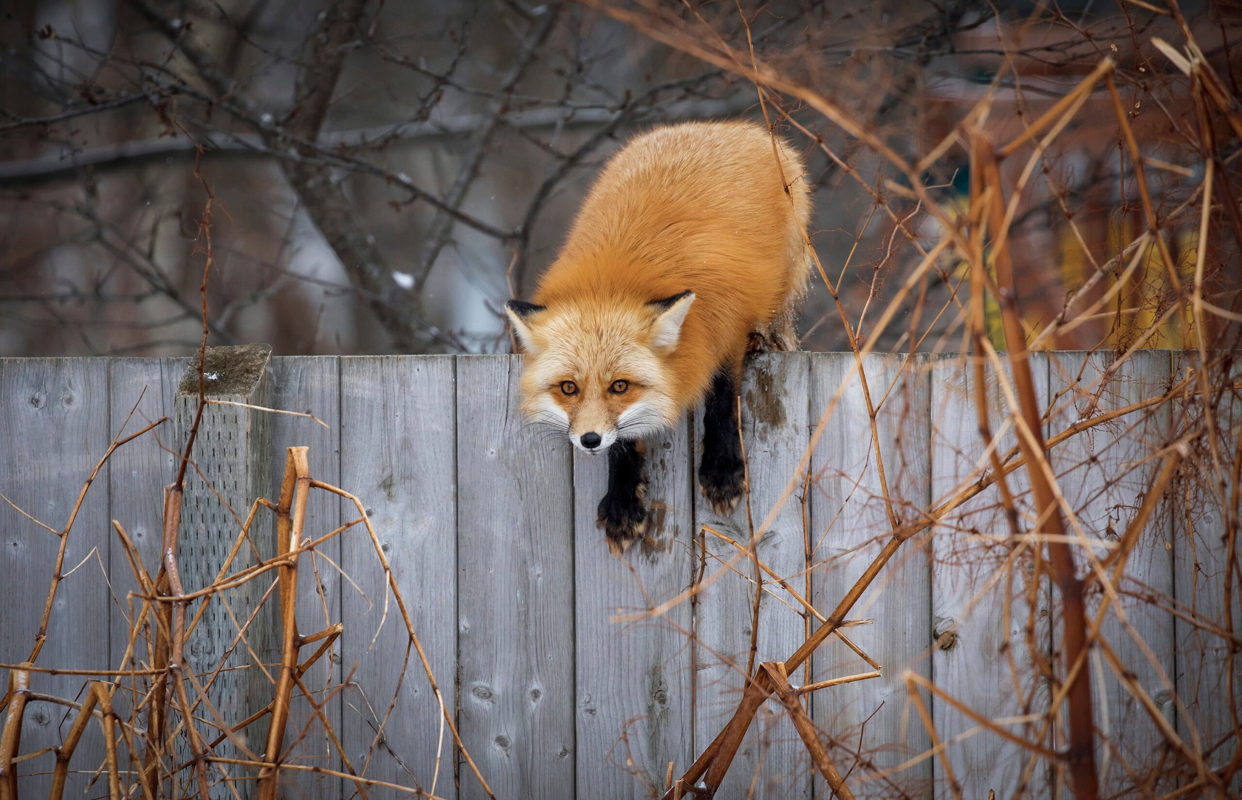 Do not disturb: Practicing ethical wildlife photography | Canadian ...
