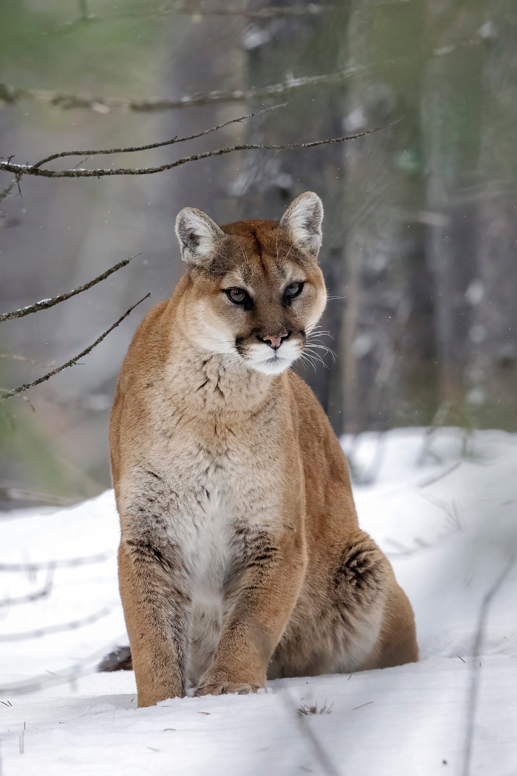 Do not disturb: Practicing ethical wildlife photography | Canadian ...