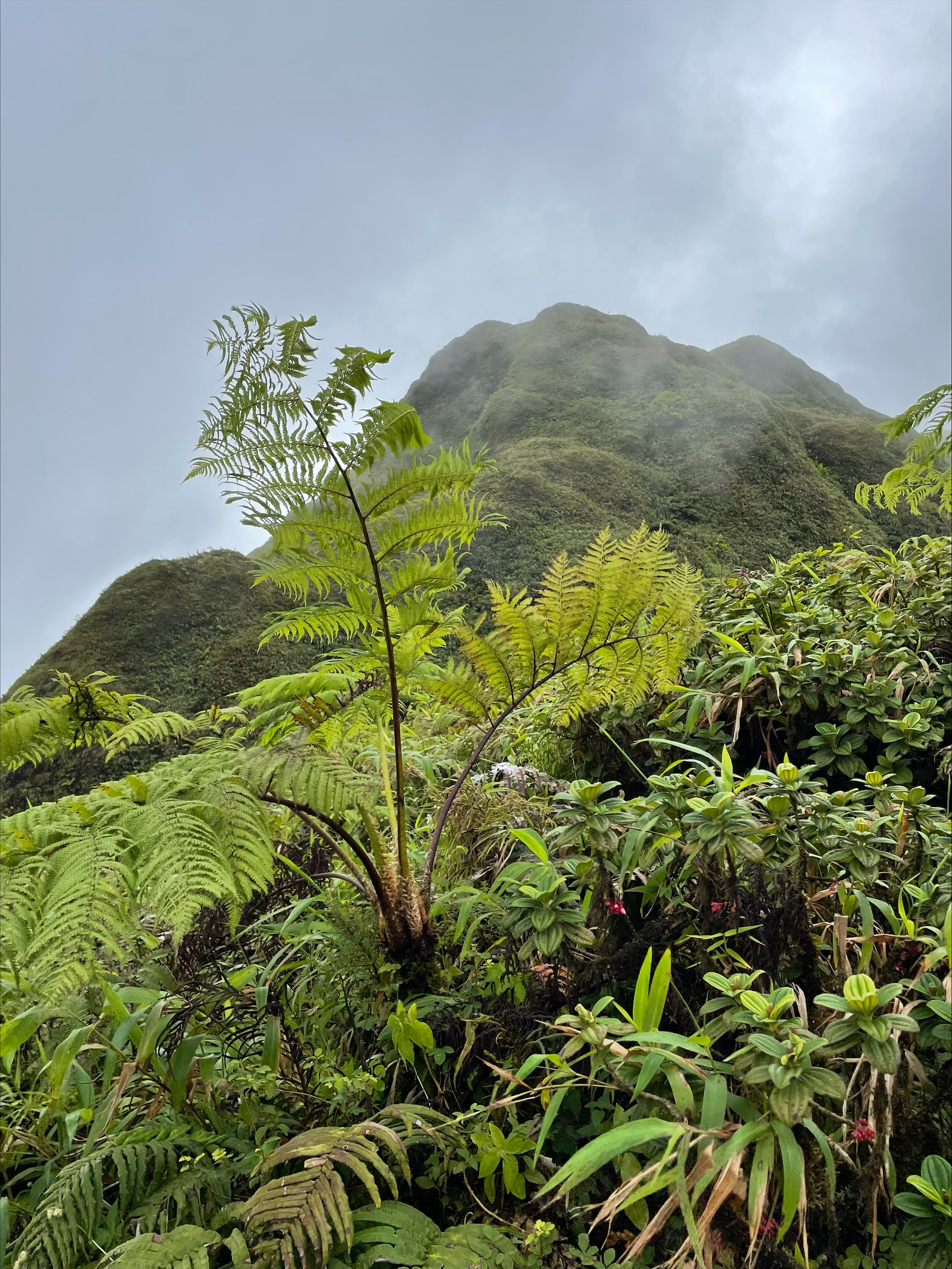 Martinique: Exploring the Caribbean’s “island of flowers” | Canadian ...