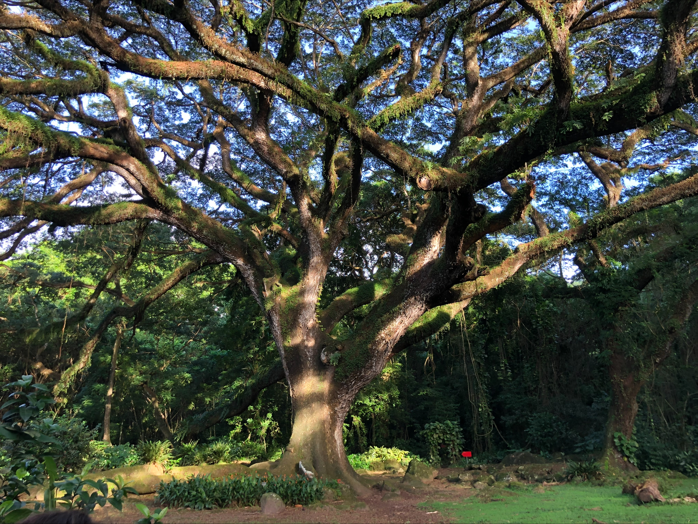 Martinique: Exploring the Caribbean’s “island of flowers” | Canadian ...