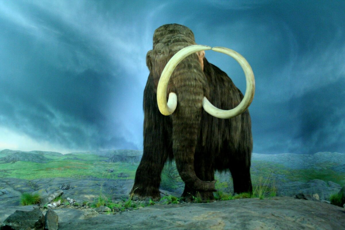Wildlife Wednesday: 14,000-year-old woolly mammoth tusk reveals 1,000 ...