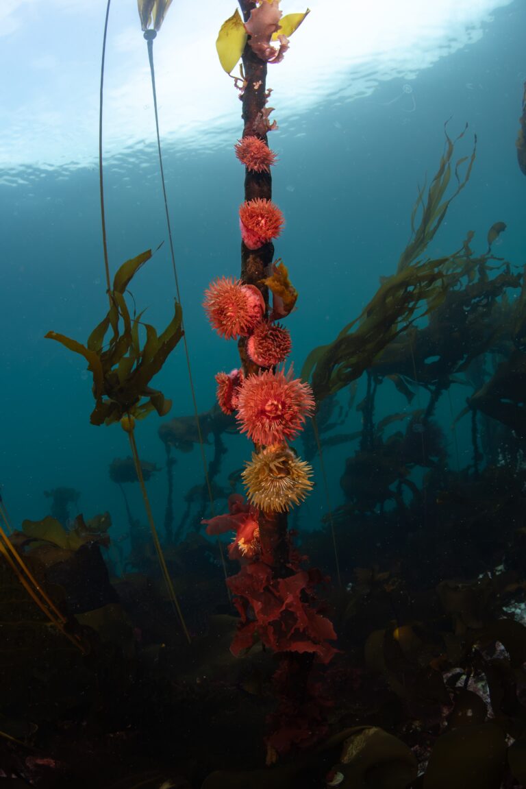 The otter, the urchin and the Haida | Canadian Geographic