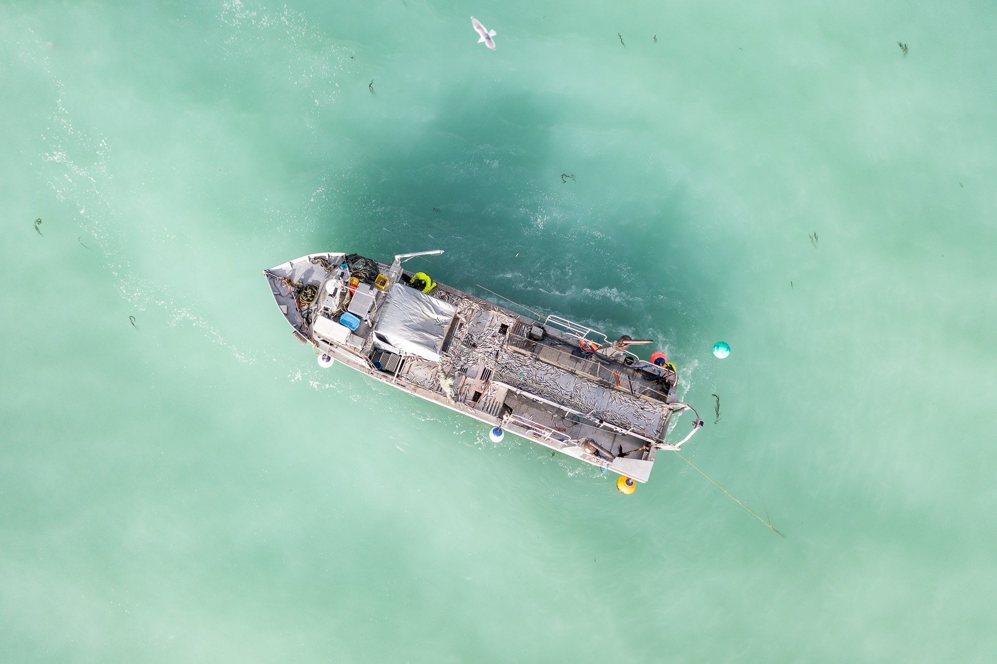 Documenting the herring run | Canadian Geographic