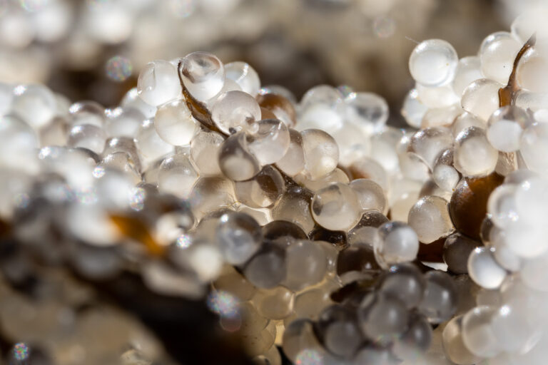 Documenting the herring run | Canadian Geographic