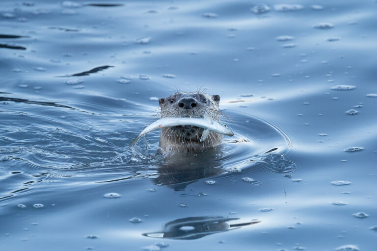 Documenting the herring run | Canadian Geographic