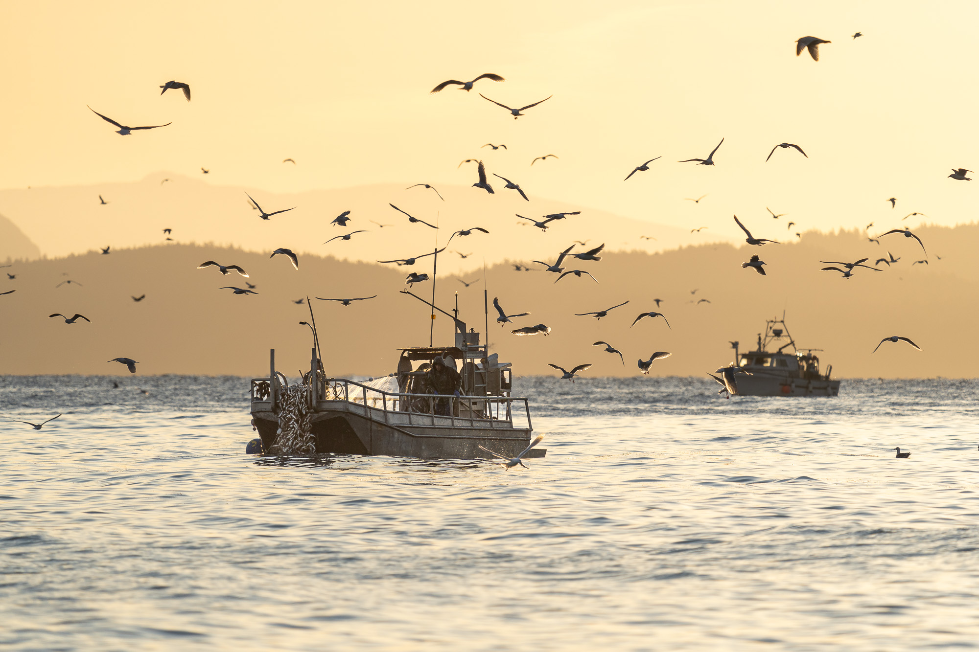 Documenting the herring run | Canadian Geographic