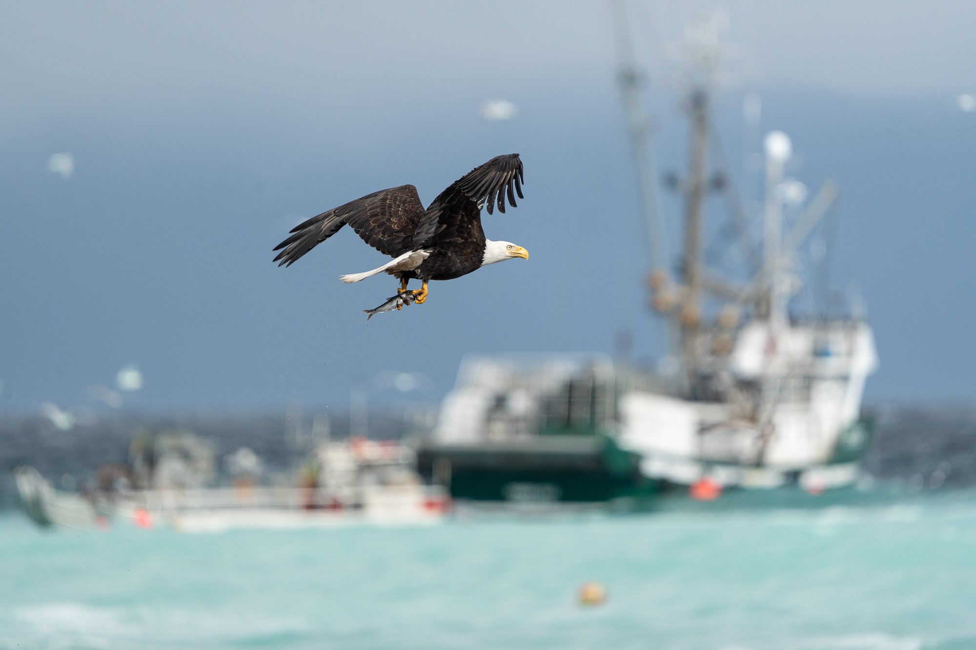 Documenting the herring run | Canadian Geographic