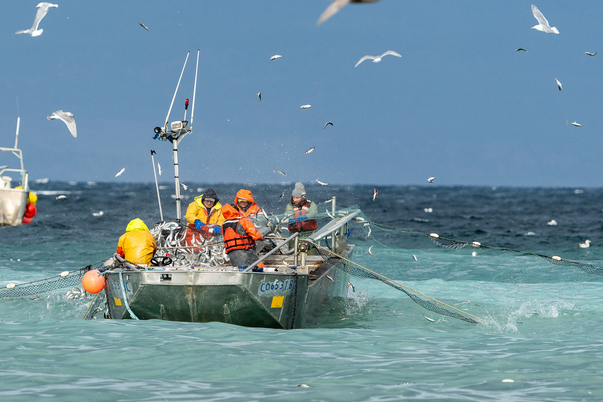 Documenting the herring run | Canadian Geographic