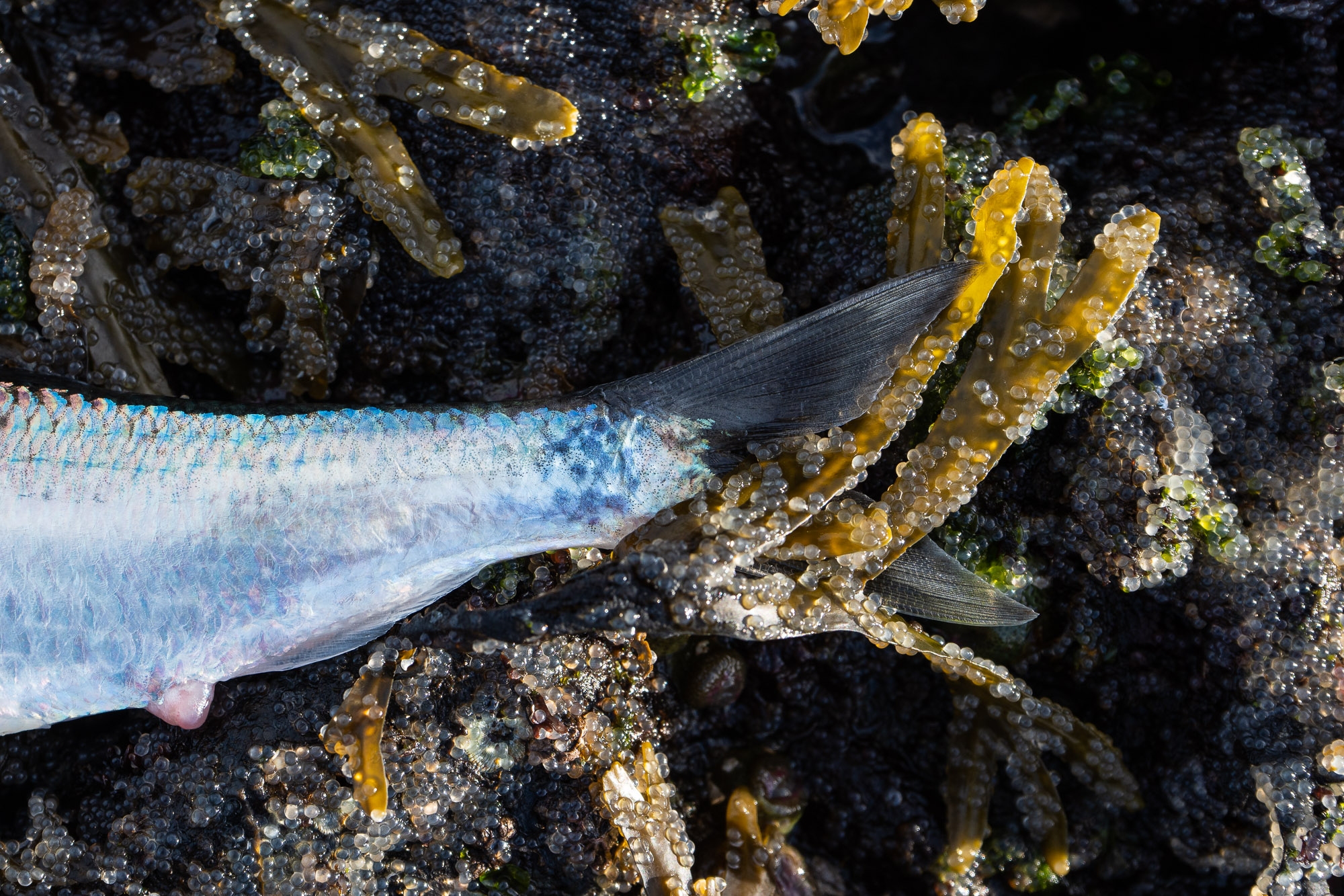Documenting the herring run | Canadian Geographic