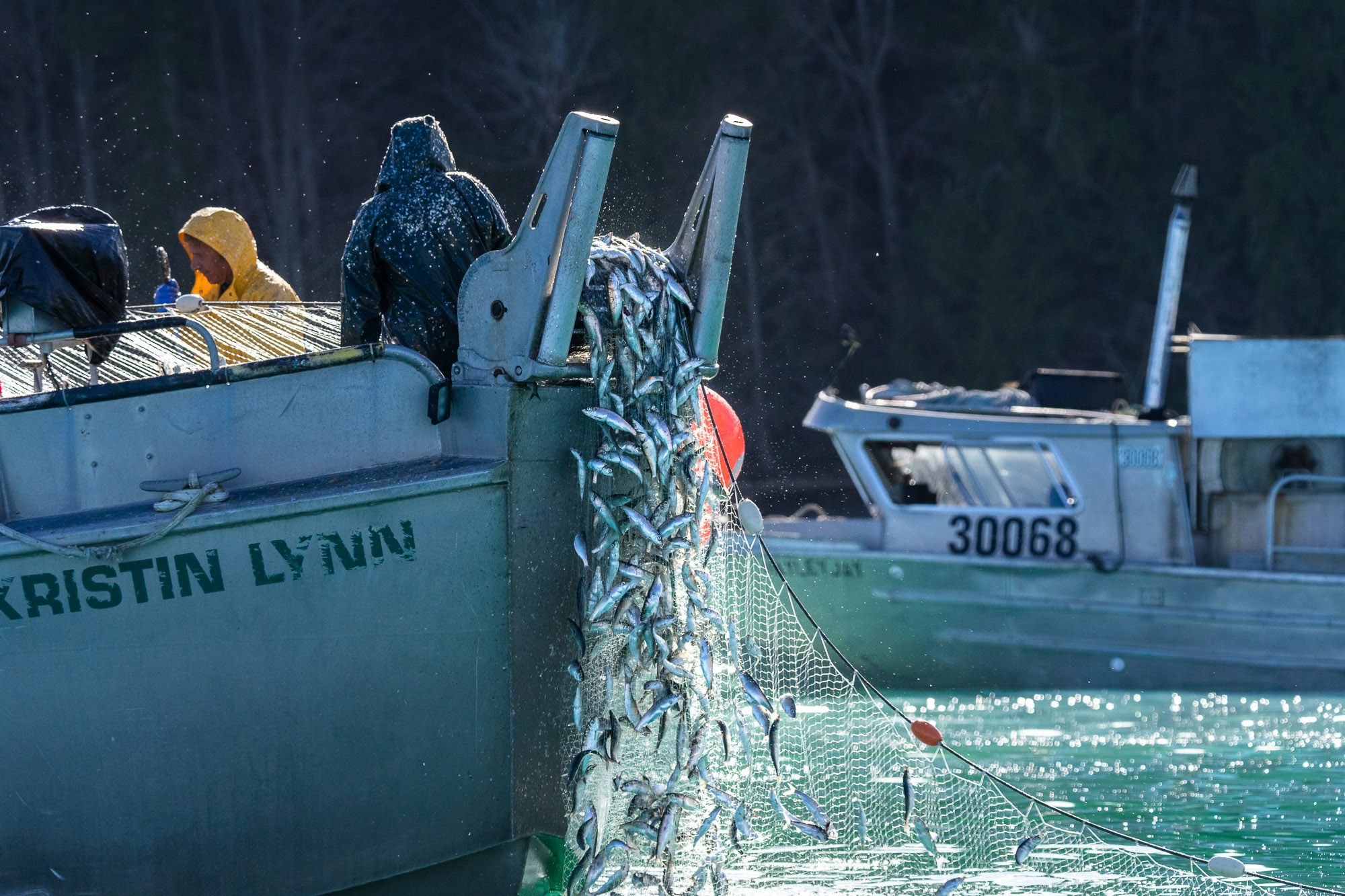 Documenting the herring run | Canadian Geographic