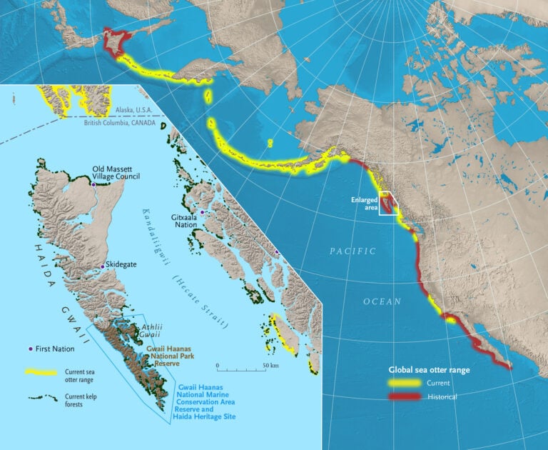 The otter, the urchin and the Haida | Canadian Geographic