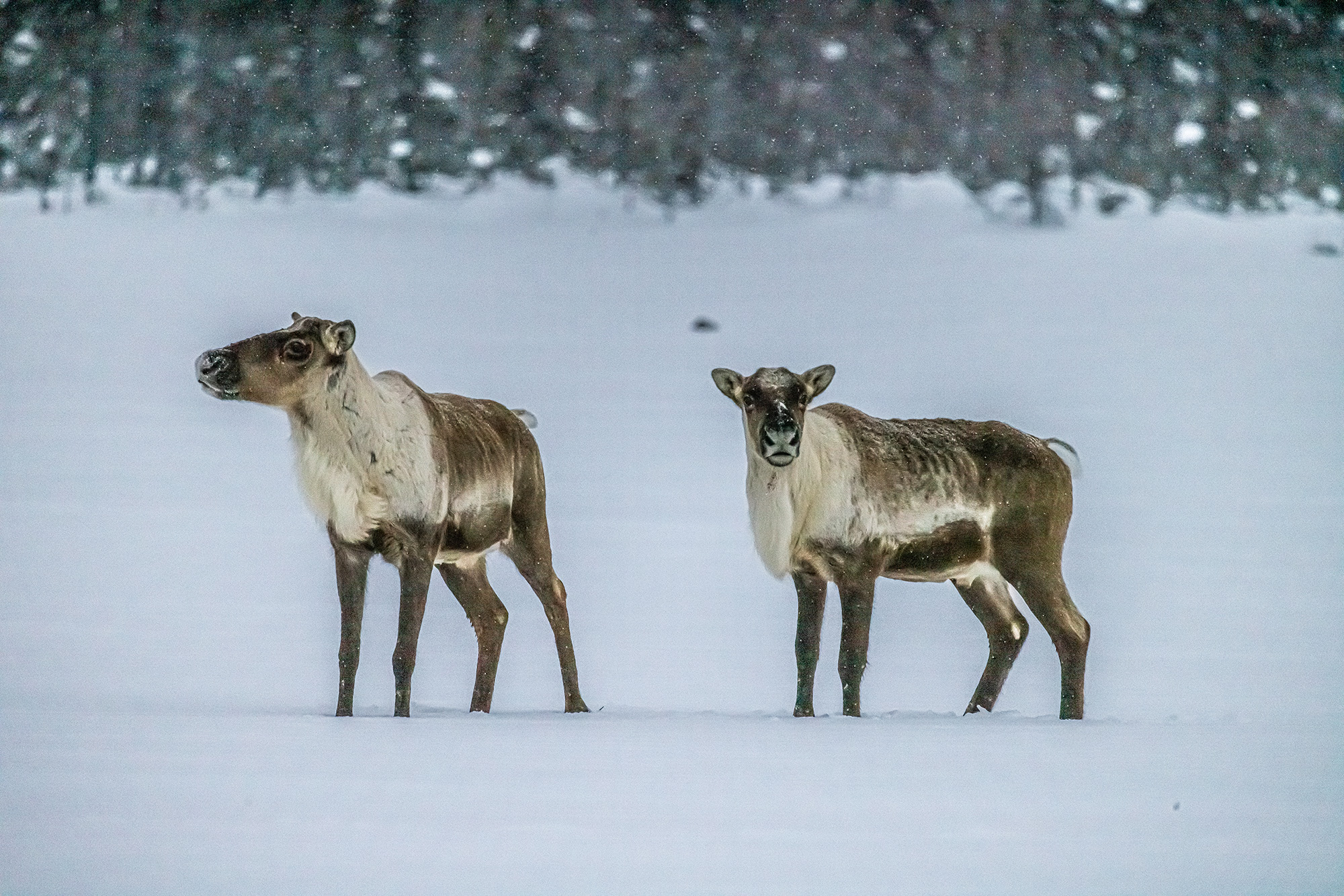 How four Manitoba First Nations are protecting one of the world’s ...