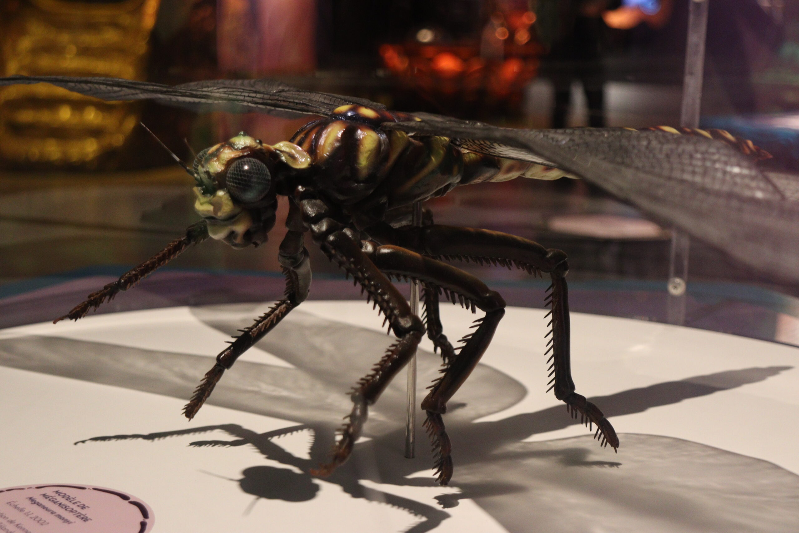 Bug Adventure: The six superpowers of bugs | Canadian Geographic