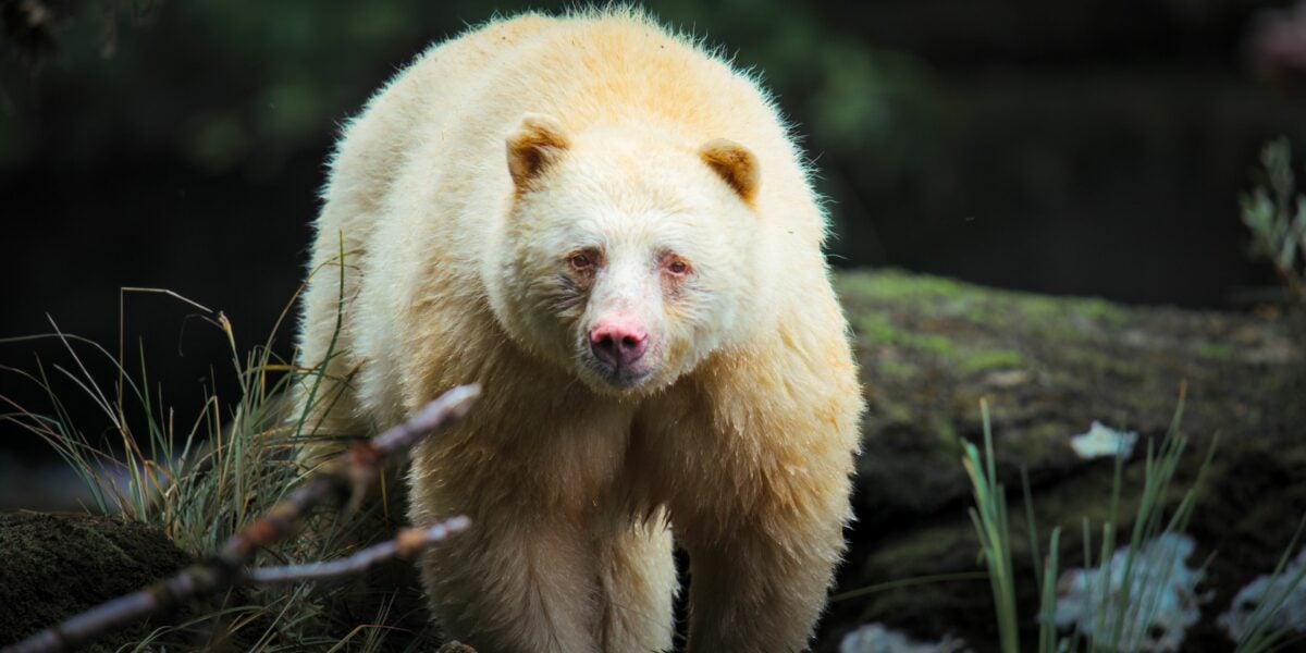 Behind the scenes of the award-winning documentary Keepers of the Land ...