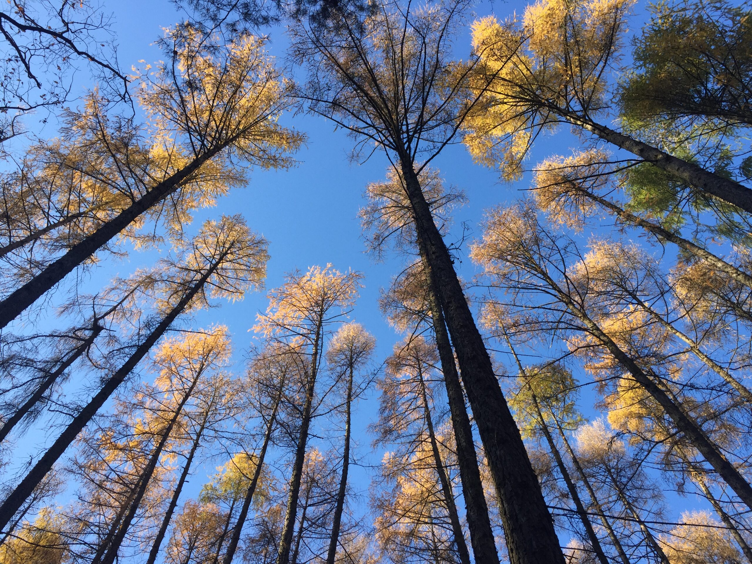 Excerpt from Dispersals: On Plants, Borders, and Belonging | Canadian ...