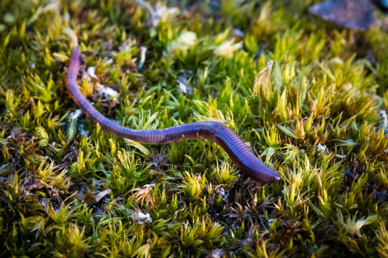 The silent migration beneath our feet | Canadian Geographic